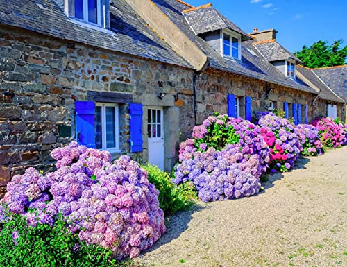 100+ Mixed Hydrangea Seeds for Planting Fast Growing Shrub Flowers Bush Plants Beautiful Smell Outdoor Garden Decor Home Perennial