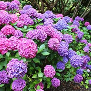 100+ Mixed Hydrangea Seeds for Planting Fast Growing Shrub Flowers Bush Plants Beautiful Smell Outdoor Garden Decor Home Perennial