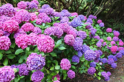 100+ Mixed Hydrangea Seeds for Planting Fast Growing Shrub Flowers Bush Plants Beautiful Smell Outdoor Garden Decor Home Perennial