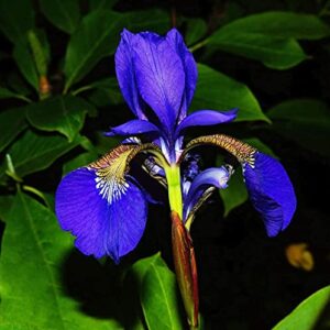 David's Garden Seeds Flower Native American Iris Wild Blue 7611 (Blue) 100 Non-GMO, Heirloom Seeds