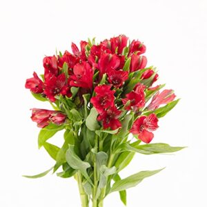 QAUZUY GARDEN Mixed Peruvian Lily Seeds 25 Premium Seeds, Lily of The Incas, Princess Lily, Alstroemeria Seeds - Perennial Showy Splendid Vase Flower - Striking Flower Seeds