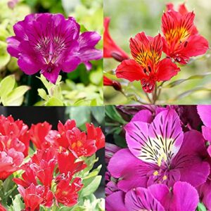 qauzuy garden mixed peruvian lily seeds 25 premium seeds, lily of the incas, princess lily, alstroemeria seeds – perennial showy splendid vase flower – striking flower seeds