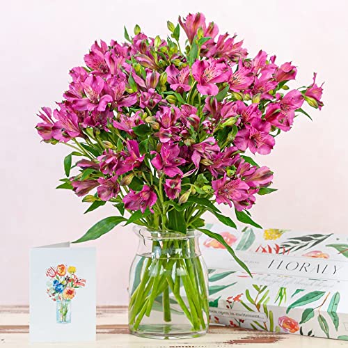 QAUZUY GARDEN Mixed Peruvian Lily Seeds 25 Premium Seeds, Lily of The Incas, Princess Lily, Alstroemeria Seeds - Perennial Showy Splendid Vase Flower - Striking Flower Seeds