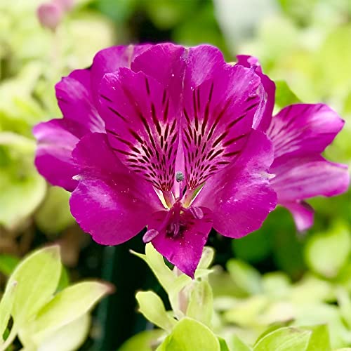 QAUZUY GARDEN Mixed Peruvian Lily Seeds 25 Premium Seeds, Lily of The Incas, Princess Lily, Alstroemeria Seeds - Perennial Showy Splendid Vase Flower - Striking Flower Seeds