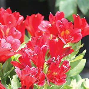 QAUZUY GARDEN Mixed Peruvian Lily Seeds 25 Premium Seeds, Lily of The Incas, Princess Lily, Alstroemeria Seeds - Perennial Showy Splendid Vase Flower - Striking Flower Seeds