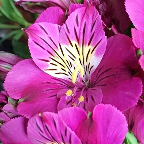 QAUZUY GARDEN Mixed Peruvian Lily Seeds 25 Premium Seeds, Lily of The Incas, Princess Lily, Alstroemeria Seeds - Perennial Showy Splendid Vase Flower - Striking Flower Seeds