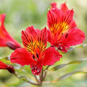 QAUZUY GARDEN Mixed Peruvian Lily Seeds 25 Premium Seeds, Lily of The Incas, Princess Lily, Alstroemeria Seeds - Perennial Showy Splendid Vase Flower - Striking Flower Seeds