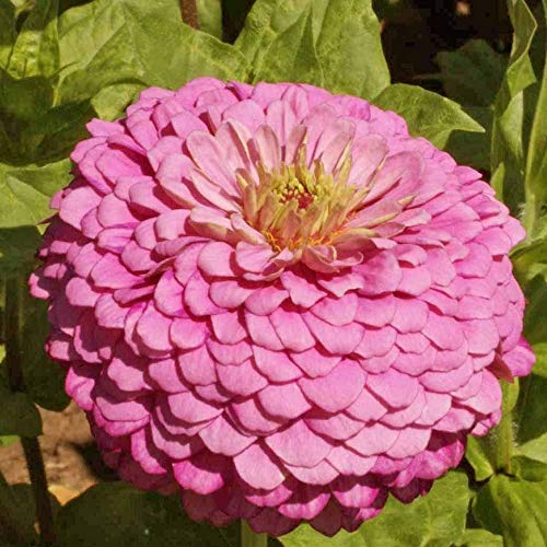 David's Garden Seeds Flower Zinnia Solid Color Luminosa FBA-1164 (Pink) 200 Non-GMO, Heirloom Seeds