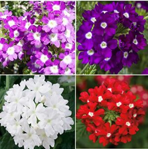 100+ mix moss verbena seeds flower violet annual garden