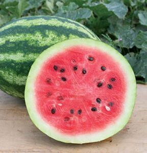 burpee crimson sweet watermelon seeds 100 seeds