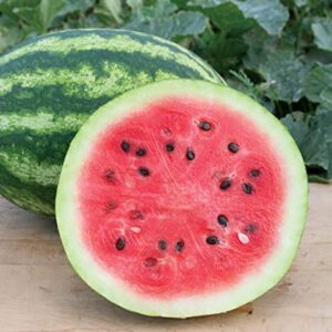 Burpee Crimson Sweet Watermelon Seeds 100 seeds