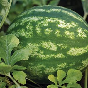 Burpee Crimson Sweet Watermelon Seeds 100 seeds