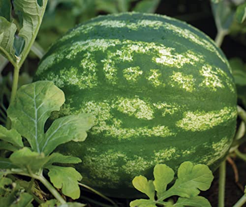 Burpee Crimson Sweet Watermelon Seeds 100 seeds