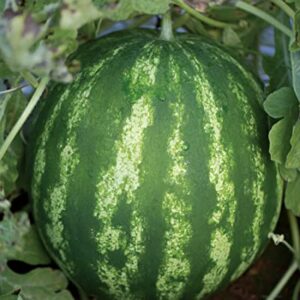 Burpee Crimson Sweet Watermelon Seeds 100 seeds