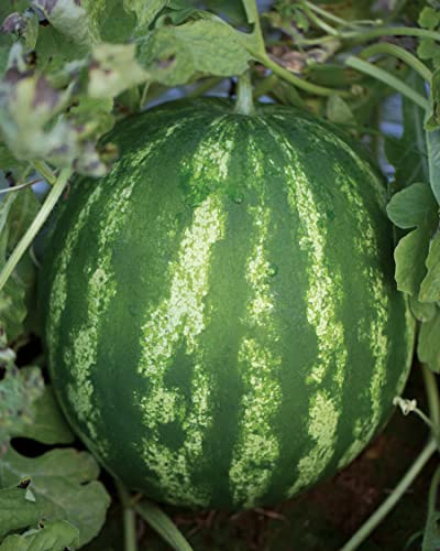 Burpee Crimson Sweet Watermelon Seeds 100 seeds