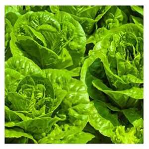 instant latch 500 tom thumb lettuce seeds,non-gmo,fresh garden seeds