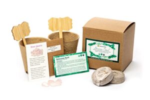 desertusa heirloom organic genovese basil garden grow kit in gift box, non-gmo herb seeds, instructions, bamboo plant labels, 2 pots, rose quartz