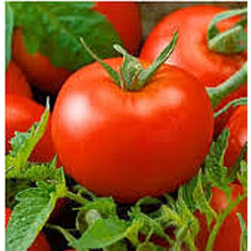 Thessaloniki Tomato Seeds (20+ Seeds) | Non GMO | Vegetable Fruit Herb Flower Seeds for Planting | Home Garden Greenhouse Pack