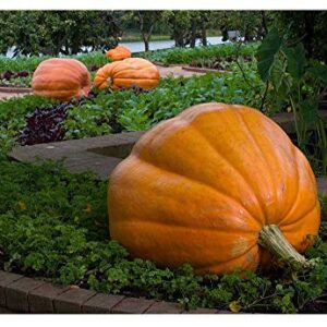 David's Garden Seeds Pumpkin Dill's Atlantic Giant FBA-6612 (Orange) 15 Non-GMO, Heirloom Seeds