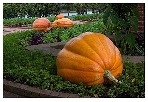 David's Garden Seeds Pumpkin Dill's Atlantic Giant FBA-6612 (Orange) 15 Non-GMO, Heirloom Seeds