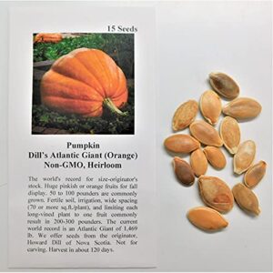 David's Garden Seeds Pumpkin Dill's Atlantic Giant FBA-6612 (Orange) 15 Non-GMO, Heirloom Seeds