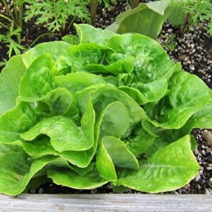 750 Buttercrunch Butterhead Lettuce Seeds for Planting 1.5+ Grams Non GMO Heirloom Garden Vegetable Survival Baby Greens Bulk