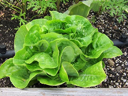 750 Buttercrunch Butterhead Lettuce Seeds for Planting 1.5+ Grams Non GMO Heirloom Garden Vegetable Survival Baby Greens Bulk