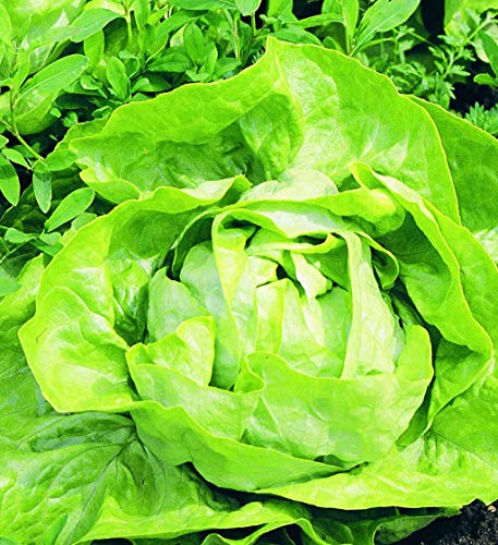 750 Buttercrunch Butterhead Lettuce Seeds for Planting 1.5+ Grams Non GMO Heirloom Garden Vegetable Survival Baby Greens Bulk