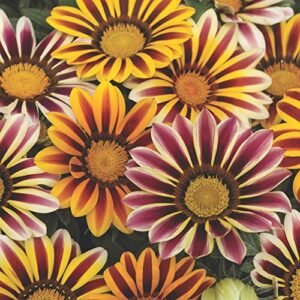 outsidepride gazania kiss flame heat & drought tolerant garden flower & ground cover plants – 50 seeds