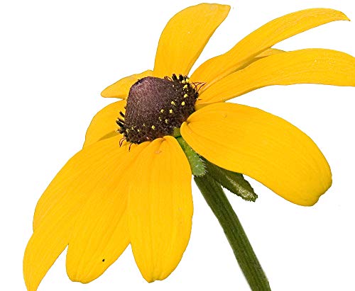 Brown-Eyed Susan Flower Seeds for Planting, 3000+ Seeds Per Packet, (Isla's Garden Seeds), Non GMO & Heirloom Seeds, Scientific Name: Rudbeckia triloba, Great Home Flower Garden Gift