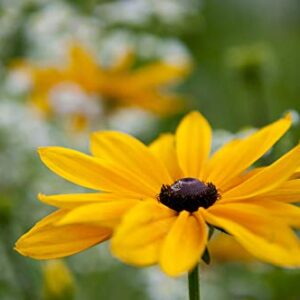 Brown-Eyed Susan Flower Seeds for Planting, 3000+ Seeds Per Packet, (Isla's Garden Seeds), Non GMO & Heirloom Seeds, Scientific Name: Rudbeckia triloba, Great Home Flower Garden Gift