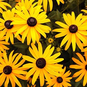 Brown-Eyed Susan Flower Seeds for Planting, 3000+ Seeds Per Packet, (Isla's Garden Seeds), Non GMO & Heirloom Seeds, Scientific Name: Rudbeckia triloba, Great Home Flower Garden Gift