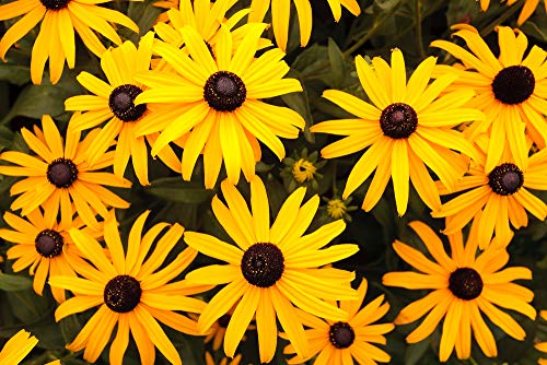 Brown-Eyed Susan Flower Seeds for Planting, 3000+ Seeds Per Packet, (Isla's Garden Seeds), Non GMO & Heirloom Seeds, Scientific Name: Rudbeckia triloba, Great Home Flower Garden Gift