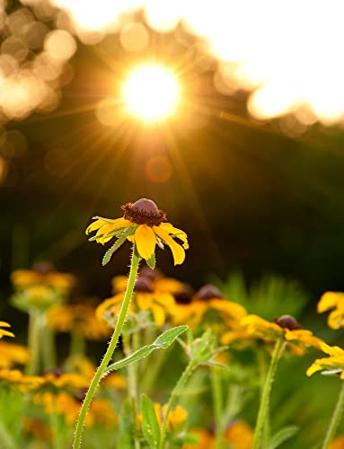 Brown-Eyed Susan Flower Seeds for Planting, 3000+ Seeds Per Packet, (Isla's Garden Seeds), Non GMO & Heirloom Seeds, Scientific Name: Rudbeckia triloba, Great Home Flower Garden Gift