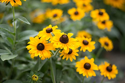 Brown-Eyed Susan Flower Seeds for Planting, 3000+ Seeds Per Packet, (Isla's Garden Seeds), Non GMO & Heirloom Seeds, Scientific Name: Rudbeckia triloba, Great Home Flower Garden Gift