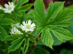 6 goldenseal roots live herb plants planting ornaments perennial garden simple to grow pots gifts