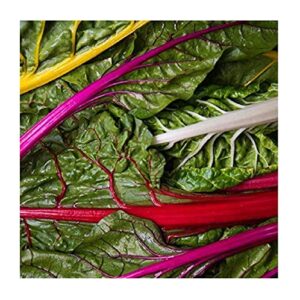 david’s garden seeds swiss chard rainbow fba-3295 (multi) 200 non-gmo, heirloom seeds