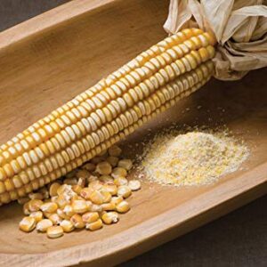 David's Garden Seeds Corn Dent Nothstine FBA-9335 (Yellow) 100 Non-GMO, Heirloom Seeds