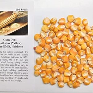 David's Garden Seeds Corn Dent Nothstine FBA-9335 (Yellow) 100 Non-GMO, Heirloom Seeds