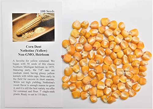 David's Garden Seeds Corn Dent Nothstine FBA-9335 (Yellow) 100 Non-GMO, Heirloom Seeds