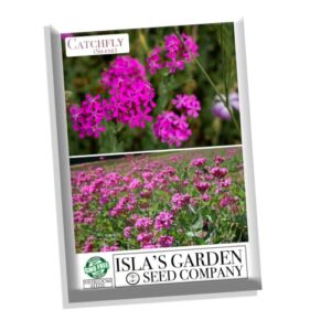 catchfly flower seeds for planting, 3000+ seeds per packet, (isla’s garden seeds), non gmo & heirloom seeds, scientific name: silene, great home flower garden gift