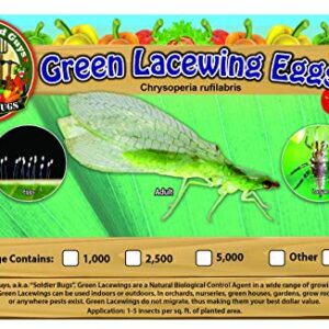 Nature's Good Guys Green Lacewing 5,000 Eggs