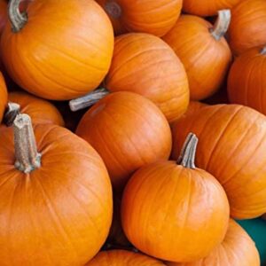 Pumpkin Seeds for Planting | Heirloom & Non-GMO | Sugar Pie Pumpkin Seed Packets with Planting Instructions