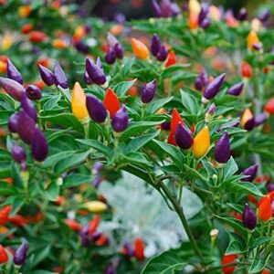 50pcs vegetable ornamental pepper seeds for planting 5 color pepper plant seeds rainbow plant vegetable seed ,for growing seeds in the garden or home vegetable garden