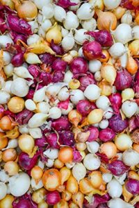 onion sets, mix, red,yellow,white (30 bulbs) garden vegetable