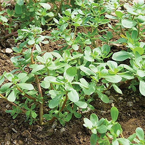 David's Garden Seeds Greens Leafy Purslane Red Gruner FBA-7439 (Green) 200 Non-GMO, Heirloom Seeds