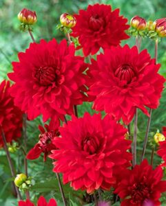 votaniki garden wonder dahlia bulbs – stunning dahlia blooms, large flowering dahlia bulbs | perennial flower, prefect for cut, easy to grow, attracts pollinators (1 pack)