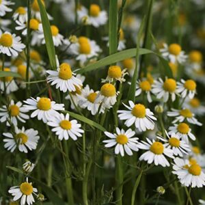 tke farms – german chamomile seeds for planting, 500 mg ~ 5000 seeds, matricaria recutita