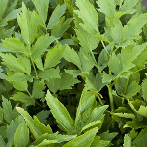 Outsidepride Perennial Levisticum Lovage Culinary Herb Garden Plants Used for Flavoring & Salt Substitute - 1000 Seeds