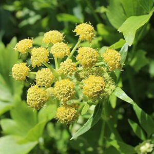 Outsidepride Perennial Levisticum Lovage Culinary Herb Garden Plants Used for Flavoring & Salt Substitute - 1000 Seeds